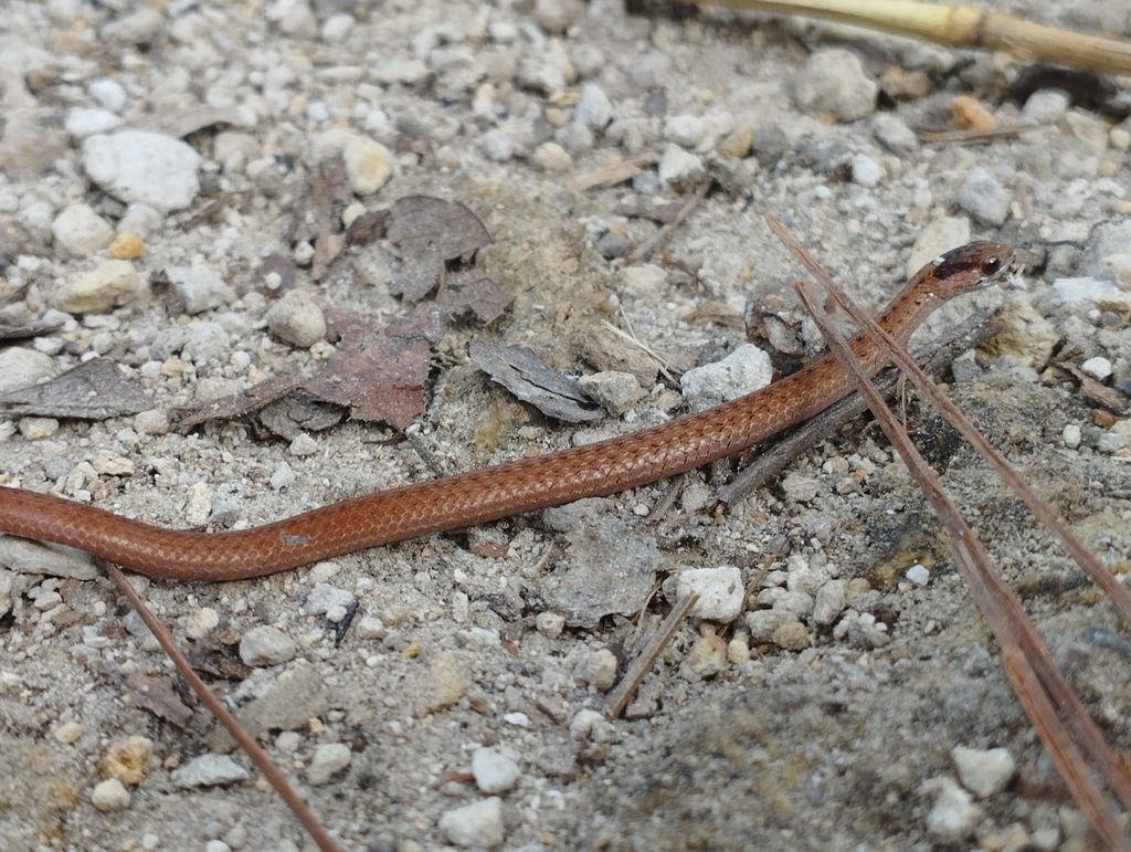 Mexican Brown Snake from 45226 Jal., México on November 21, 2023 at 11: ...