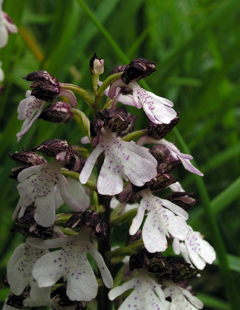 Lady Orchid from 76660 Bures-en-Bray, France on May 22, 2005 at 12:00 ...