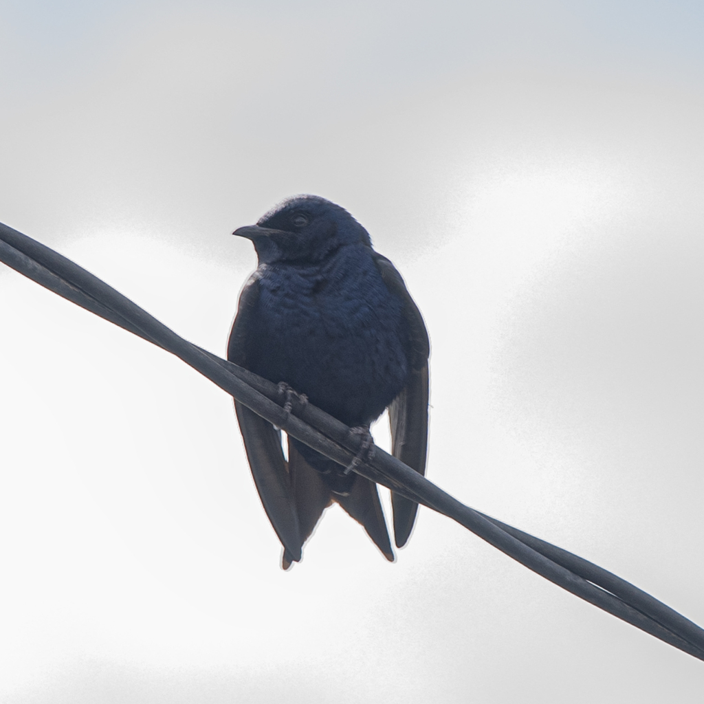 Southern Martin from Valdes Peninsula, Biedma Department, Chubut ...