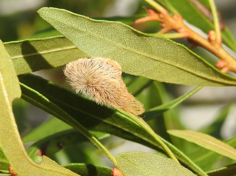 Southern Flannel Moth in November 2023 by Mark Kenderdine · iNaturalist