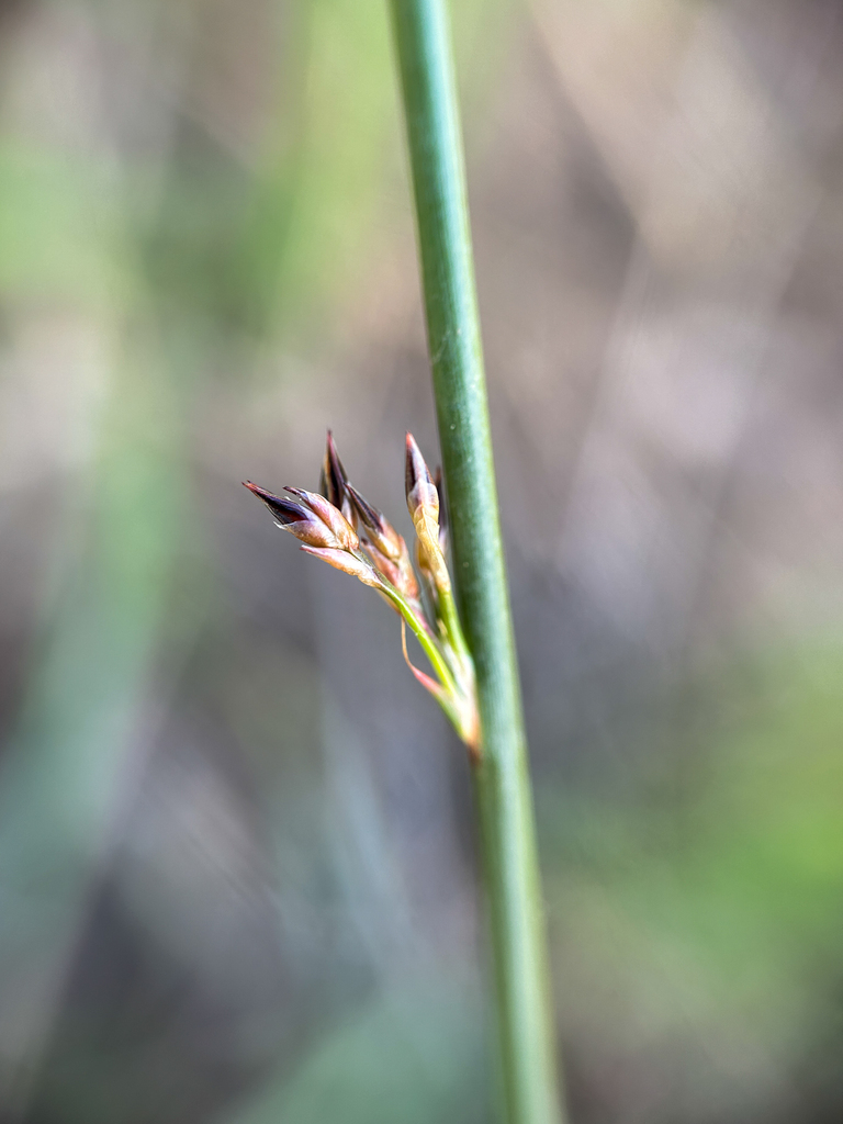 Baltic Rush in May 2023 by Jason Headley · iNaturalist