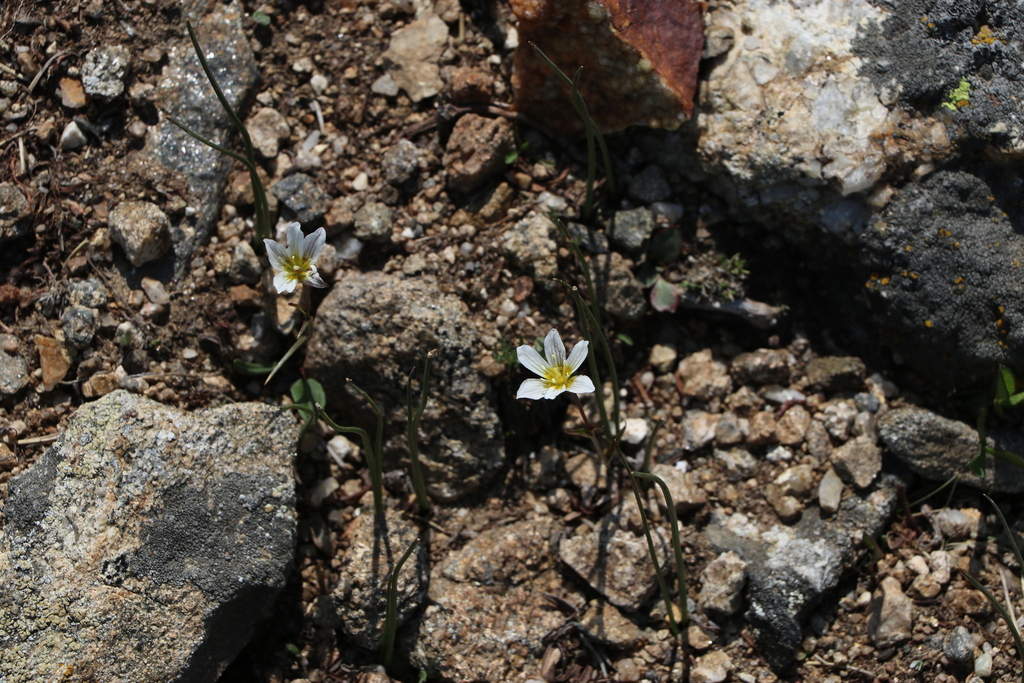 Snowdon Lily from Clear Creek County, CO, USA on July 10, 2021 at 02:52 ...