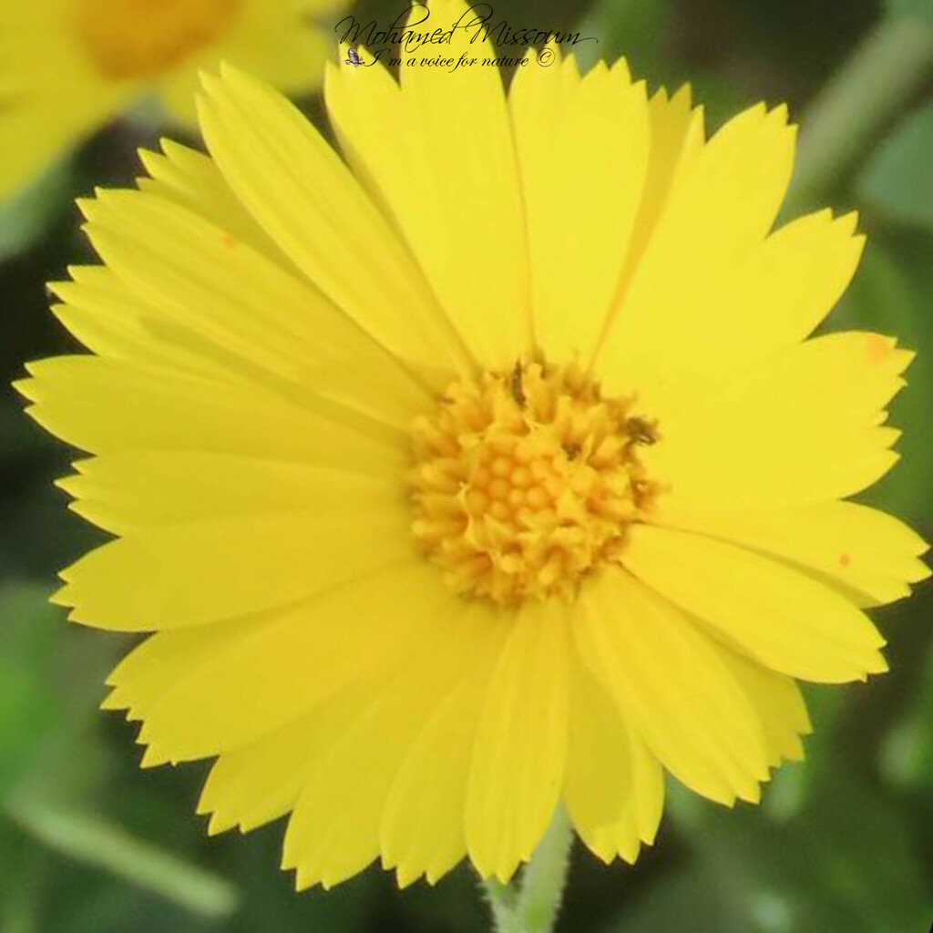 Sea Marigold from Saharidj, Algeria on November 20, 2015 at 12:00 AM by ...