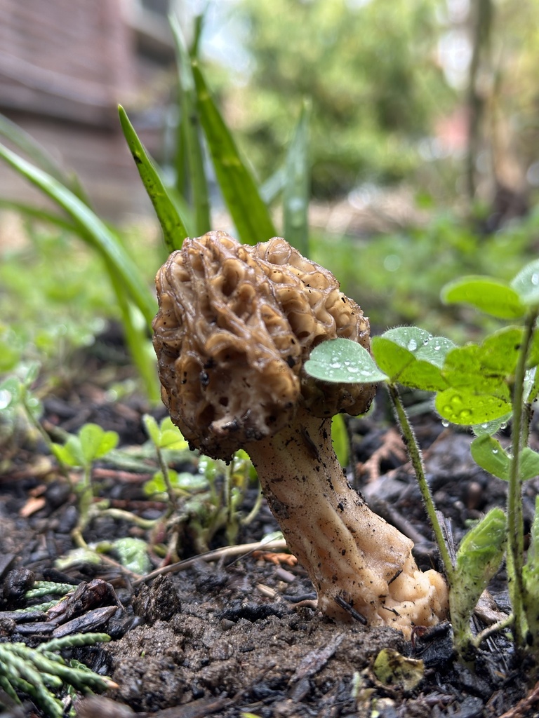 Landscaping Black Morel from N Alberta St, Portland, OR, US on April 16 ...