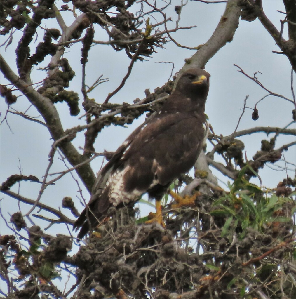 Jackal Buzzard from Cape Farms, Cape Town, South Africa on November 17 ...