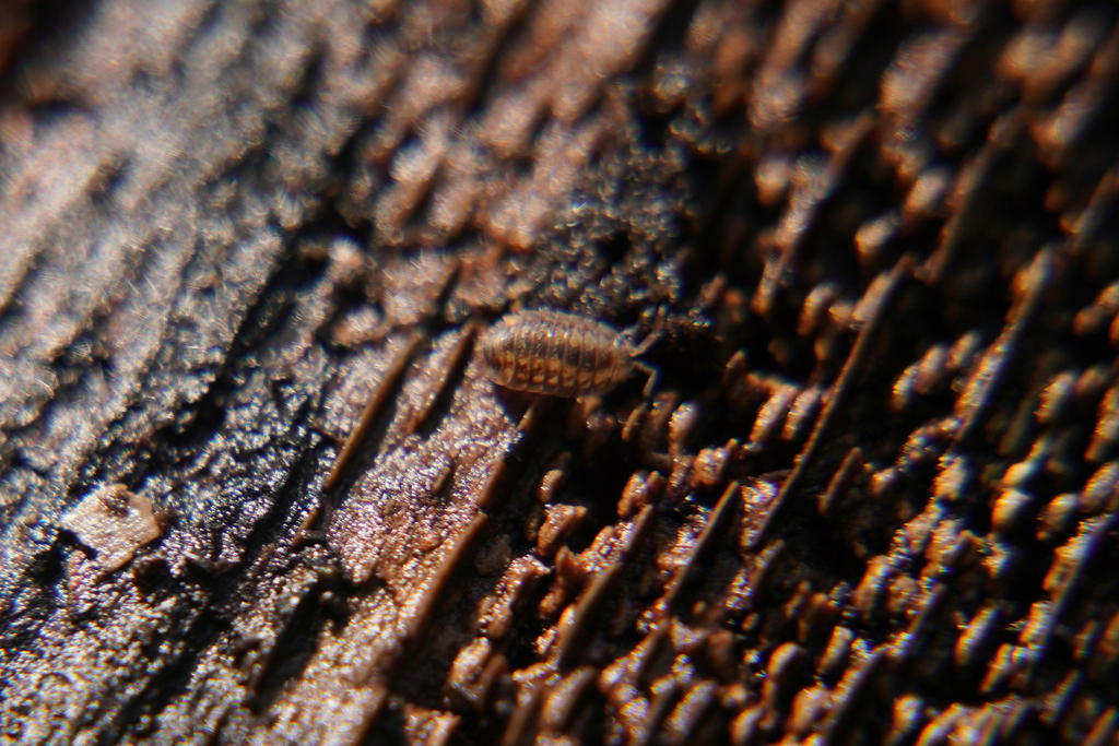 Common Shiny Woodlouse from Gera, Germany on October 22, 2023 at 11:59 ...