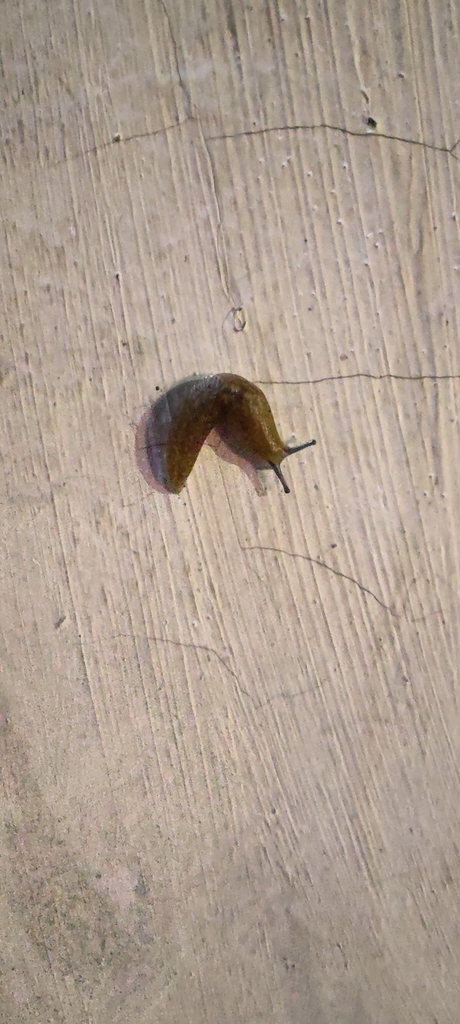 Yellow Cellar Slug from N49-, Avenida de La Prensa & Rio Curaray, Quito ...