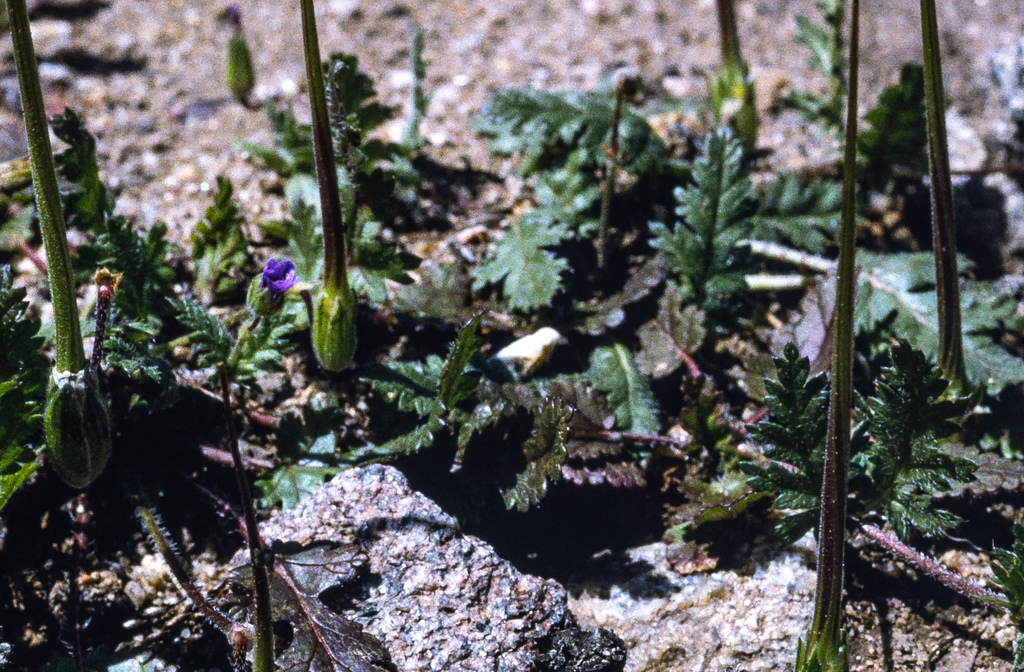 Hairy-pitted Stork's-bill from Arkansas Canyon on March 25, 1995 by ...