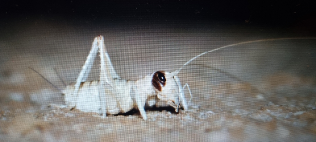 Lezina from Ach-Charqiya du Sud, Oman on November 23, 2023 at 07:04 PM ...