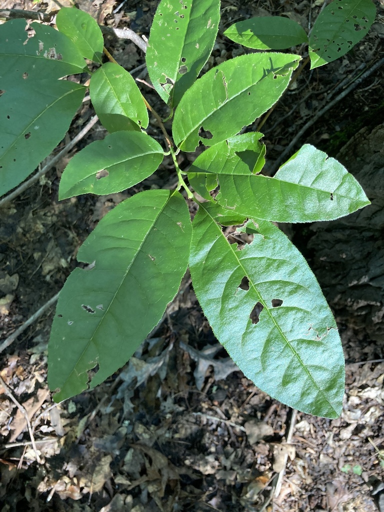 sourwood from Pisgah National Forest, Candler, NC, US on August 16 ...