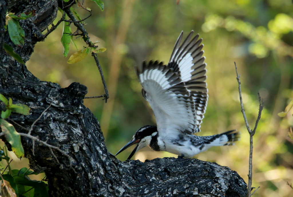 Pied Kingfisher from Ehlanzeni District Municipality, South Africa on ...