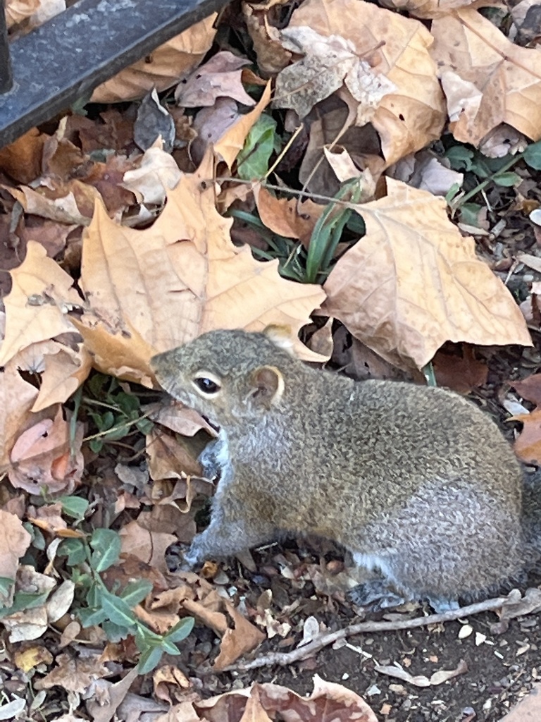 Eastern Gray Squirrel from Vanderbilt University, Nashville, TN, US on ...