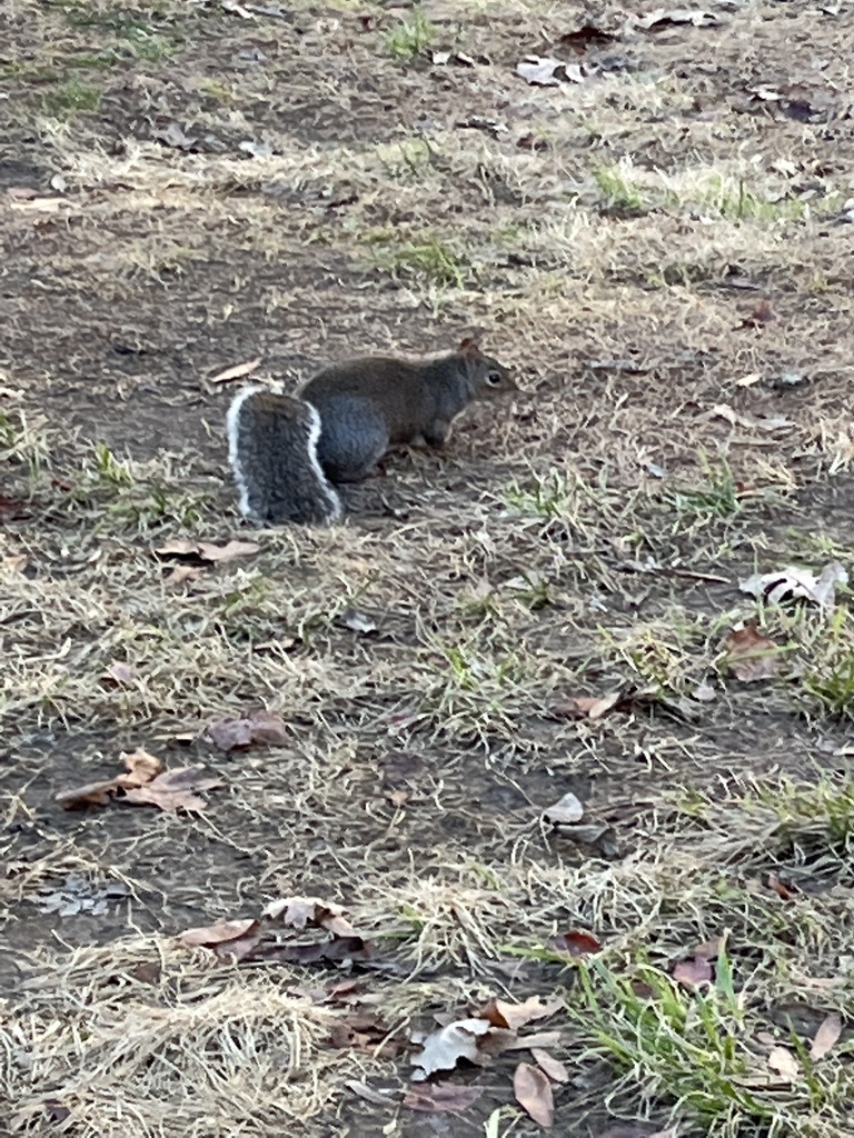 Eastern Gray Squirrel from Vanderbilt University, Nashville, TN, US on ...