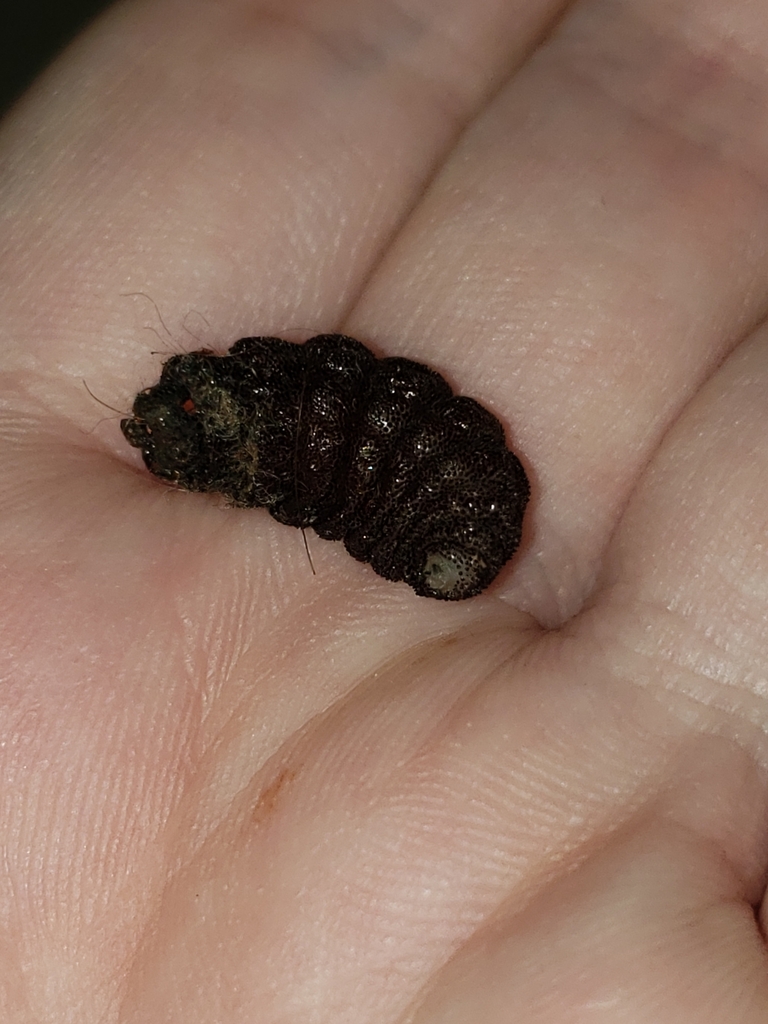 Mouse Bot Fly from Lewis Township, IN, USA on November 20, 2023 by ...