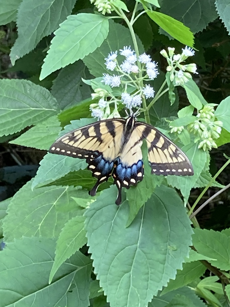 Eastern Tiger Swallowtail from Forest City, NC, US on August 16, 2023 ...