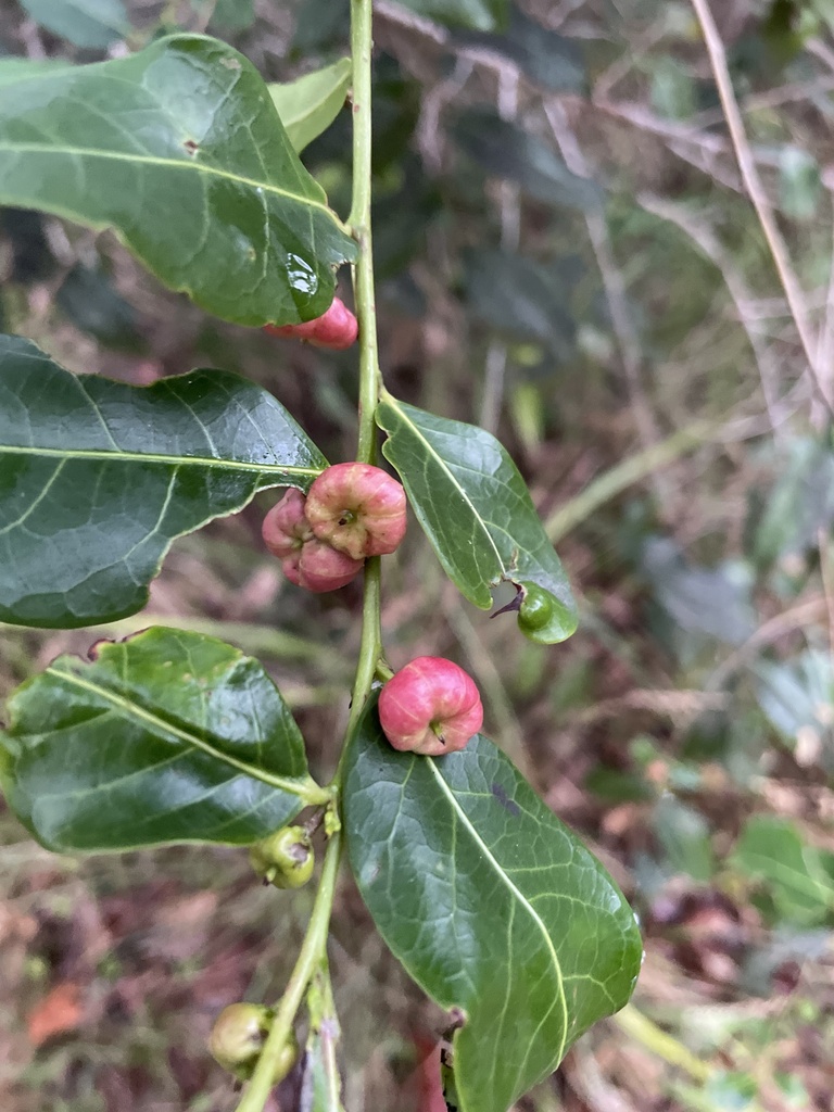Cheese Tree from Excalibur Pde, Valentine, NSW, AU on November 24, 2023 ...