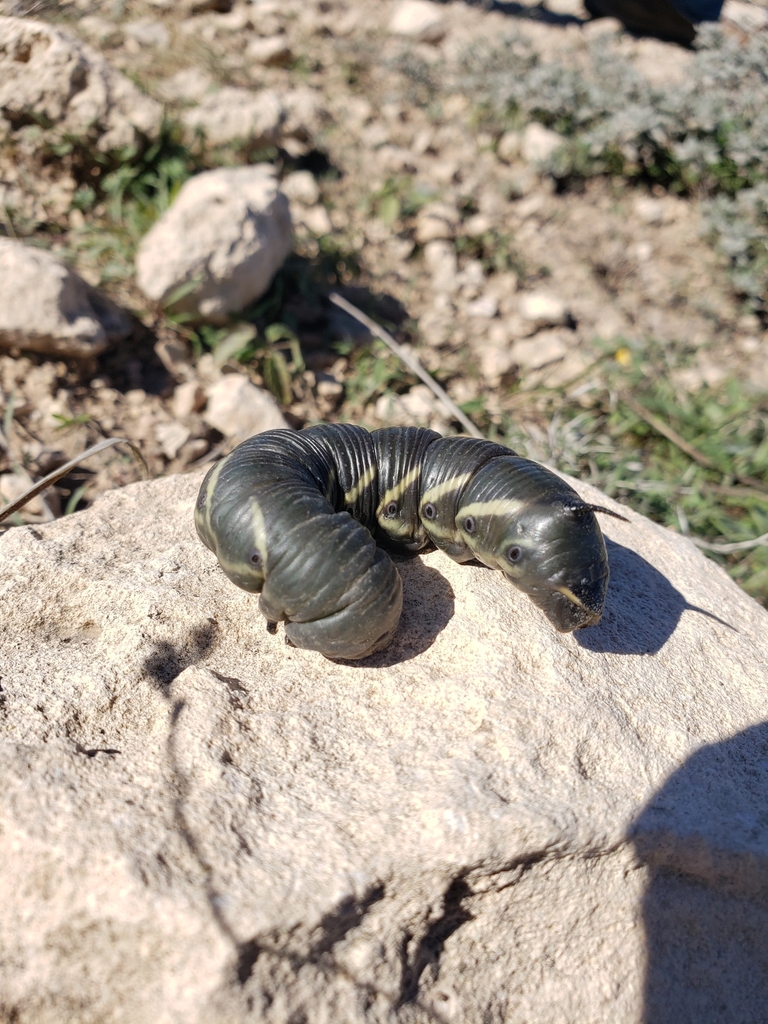 Five-spotted Hawk Moth from Sheffield, TX 79781, USA on November 23 ...