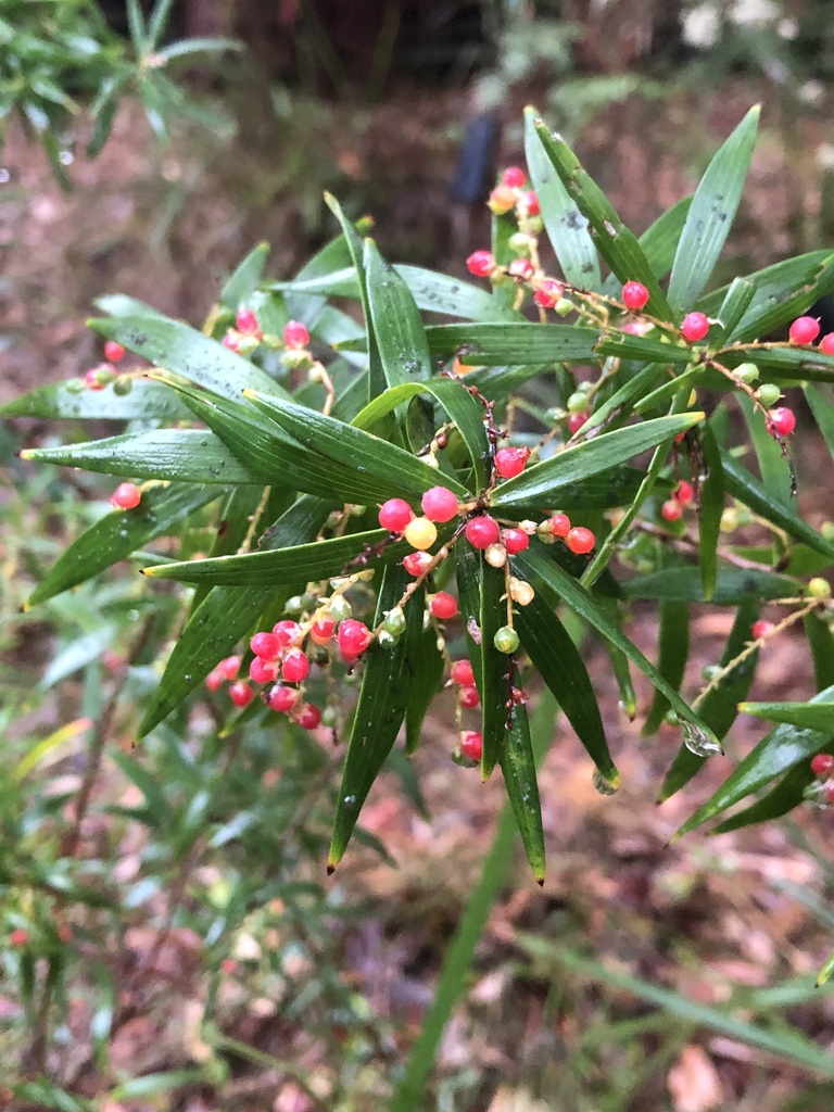 Lance Beard-heath from Manor Rd, Hornsby, NSW, AU on November 24, 2023 ...