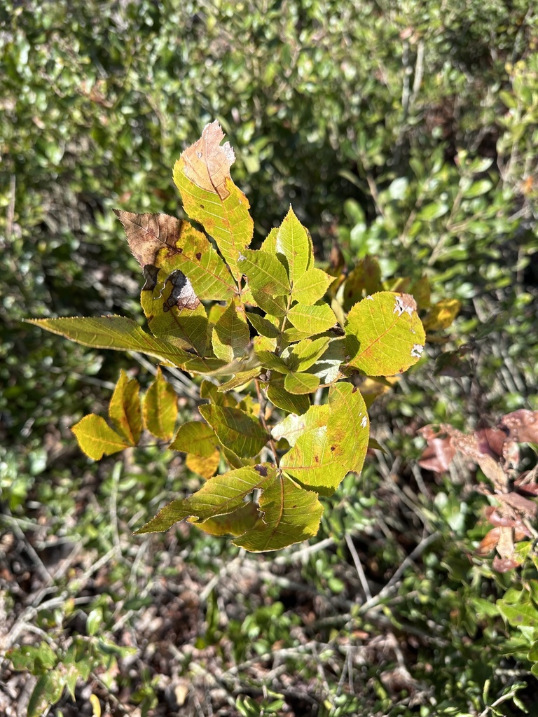 Scrub Hickory from Lake Wales, FL, US on November 23, 2023 at 10:57 AM ...