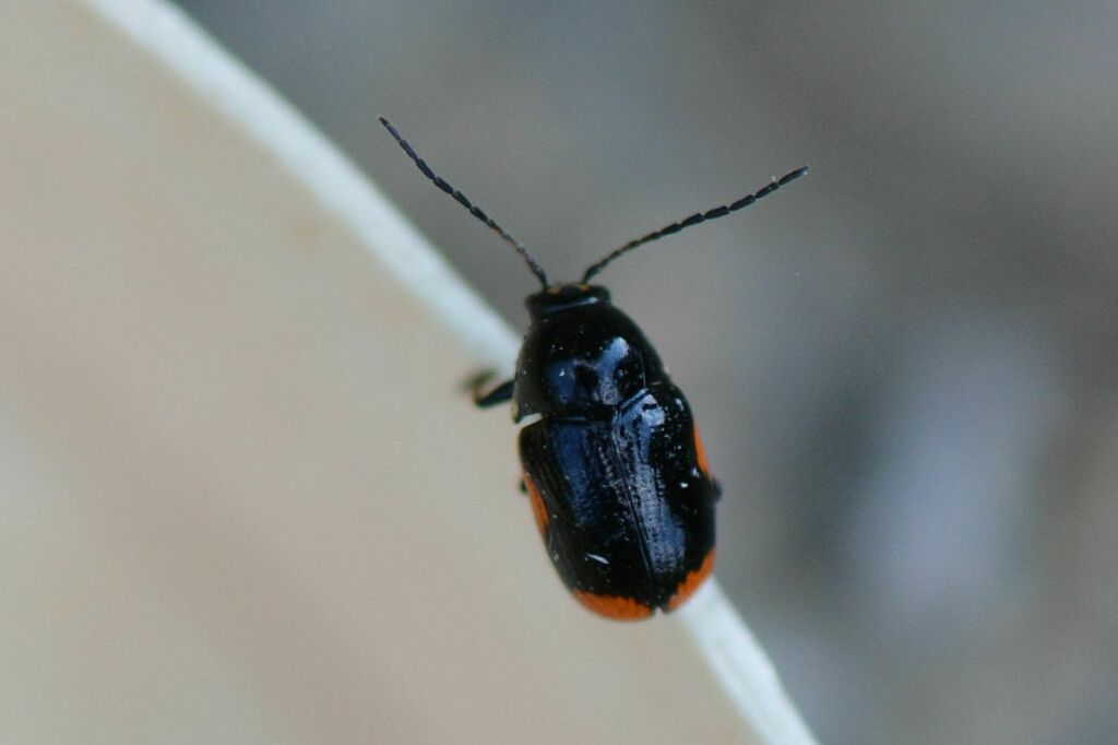 hypericum pot beetle from 5062 Oberhof, Schweiz on June 10, 2023 at 05: ...