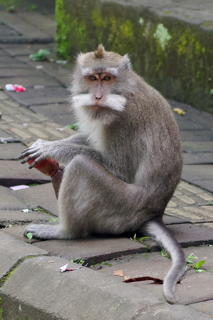 Common Long-tailed Macaque (Macaca fascicularis fascicularis) - Know ...