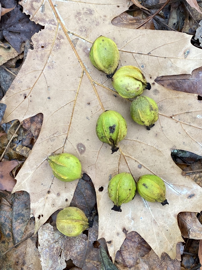 bitternut hickory from Gerry, NY, US on November 23, 2023 at 02:15 PM ...