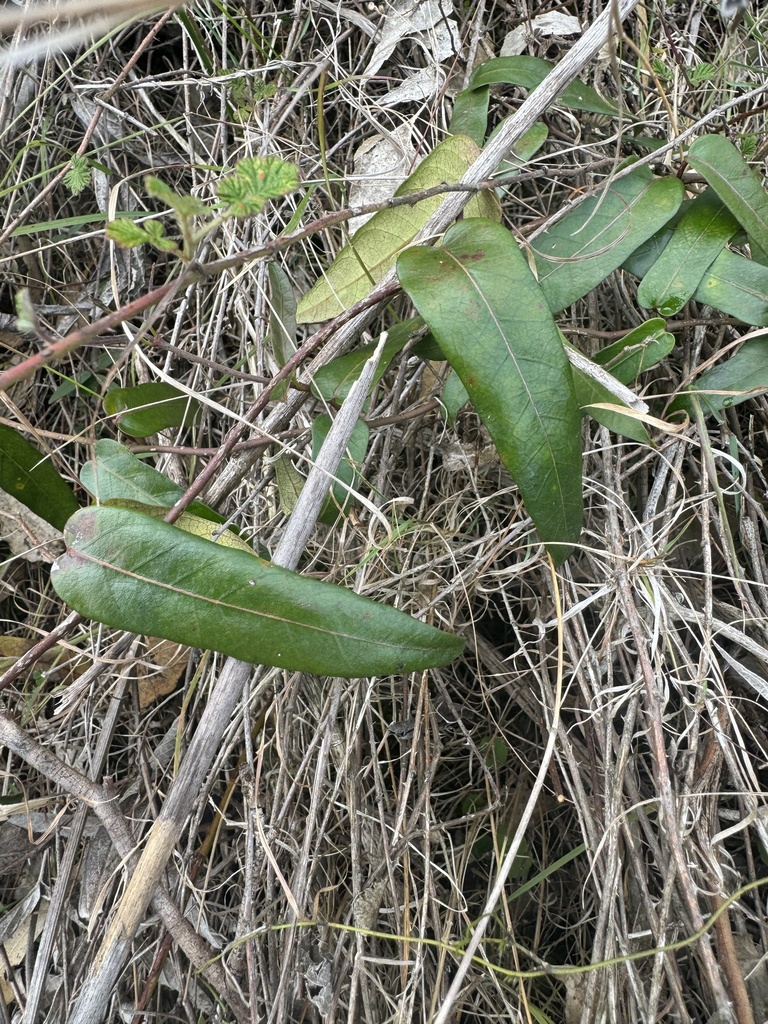 Common Silkpod from Cecil Hills, NSW, AU on November 23, 2023 at 12:25 PM by collins094 ...