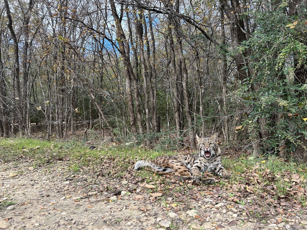 Bobcat from Euless South Main St, Arlington, TX, US on November 23 ...