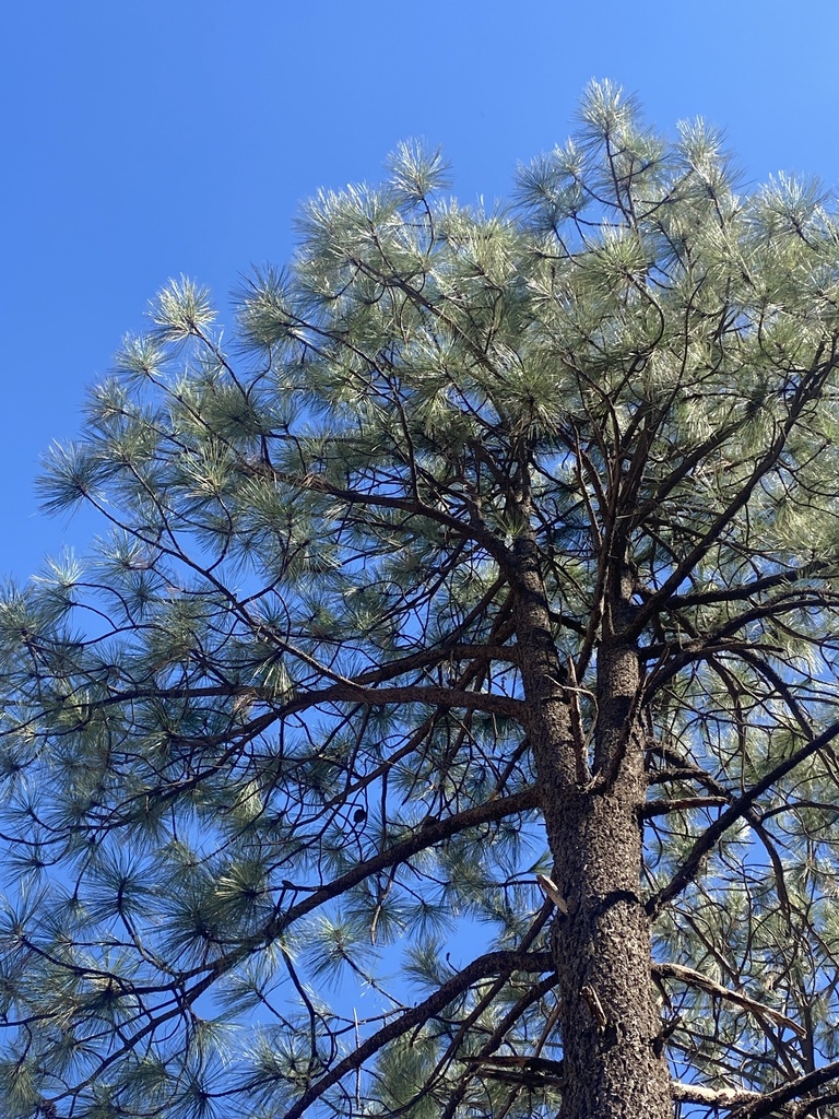 Apache pine from Calle Revolución, Guachochi, Chih., MX on November 23 ...