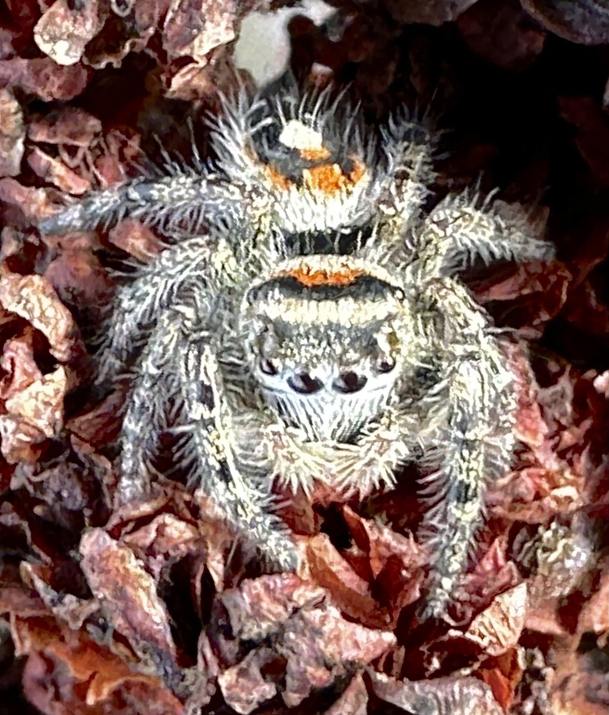 Phoenix Jumping Spider from Mission Trails Regional Park, San Diego, CA ...