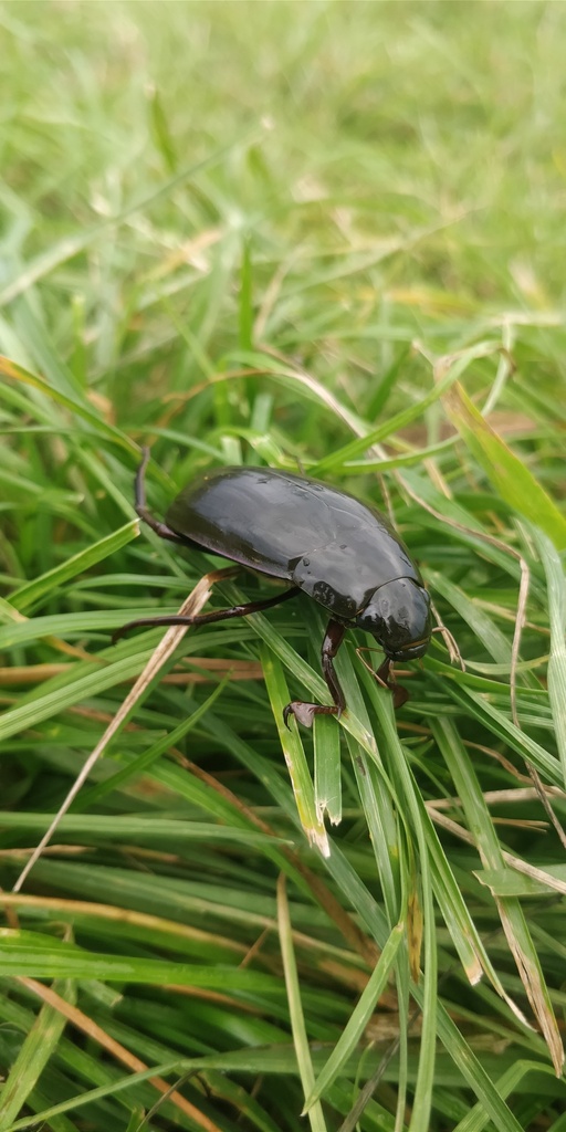 Great Silver Water Beetle in August 2023 by dgcurrywheel · iNaturalist