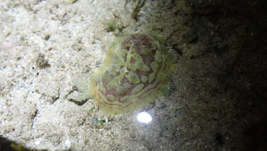 Clumpy Nudibranch from Sada, YT on August 31, 2023 at 09:39 PM by ...