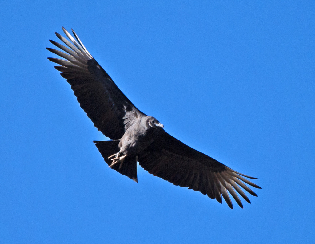 Black Vulture from Kendall County, TX, USA on November 14, 2023 at 09: ...