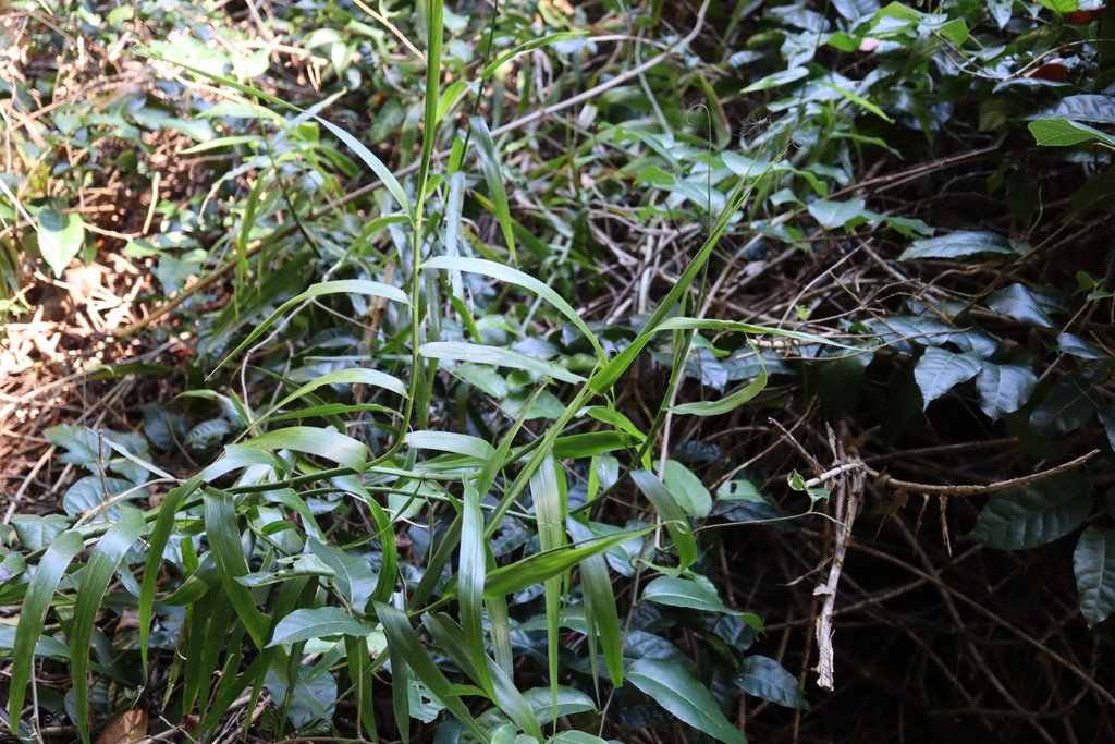 Indian Bushcane from Lord Howe Island NSW 2898, Australia on November ...
