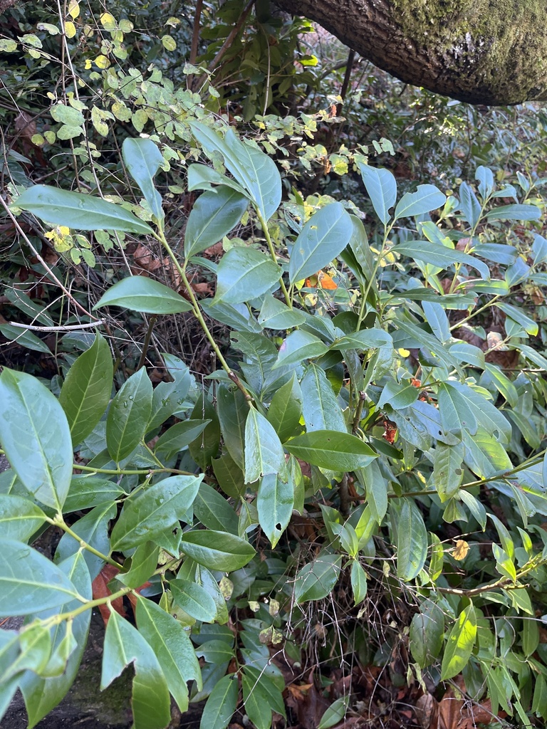Cherry laurel from Kingsberry Cres, Saanich, BC, CA on November 23 ...