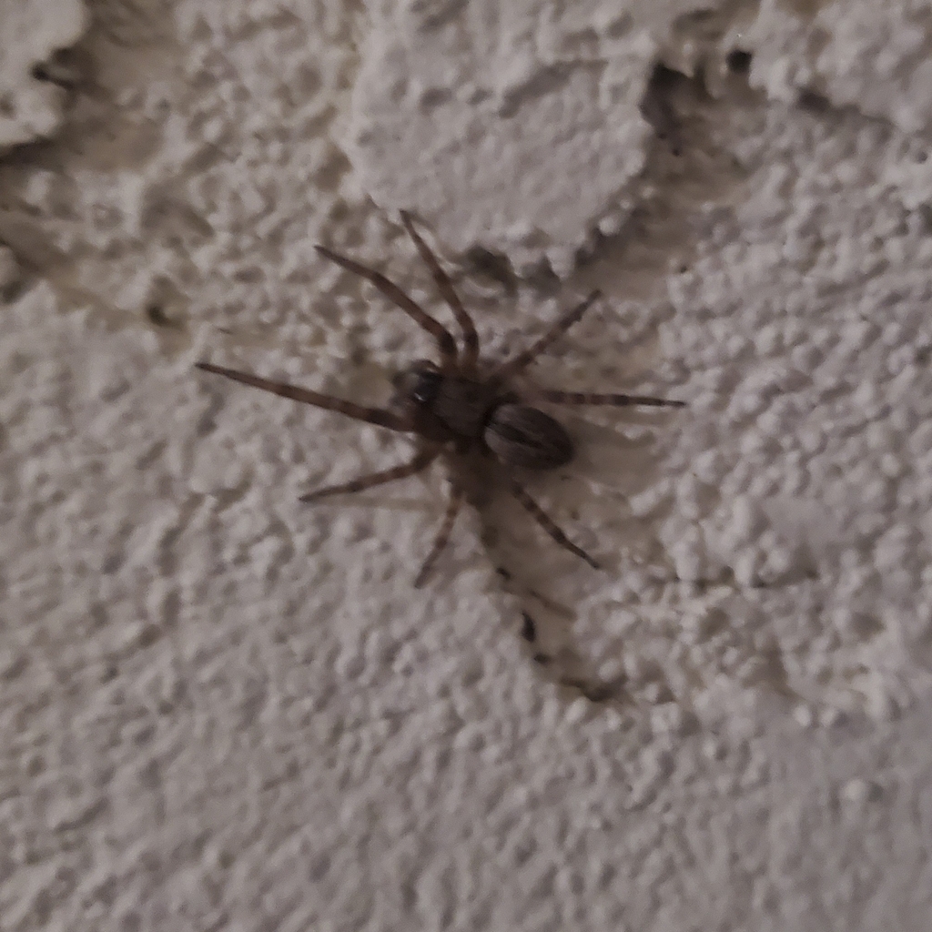 Grey House Spider from Marshall Upper Apartments H, Thurgood Marshall ...