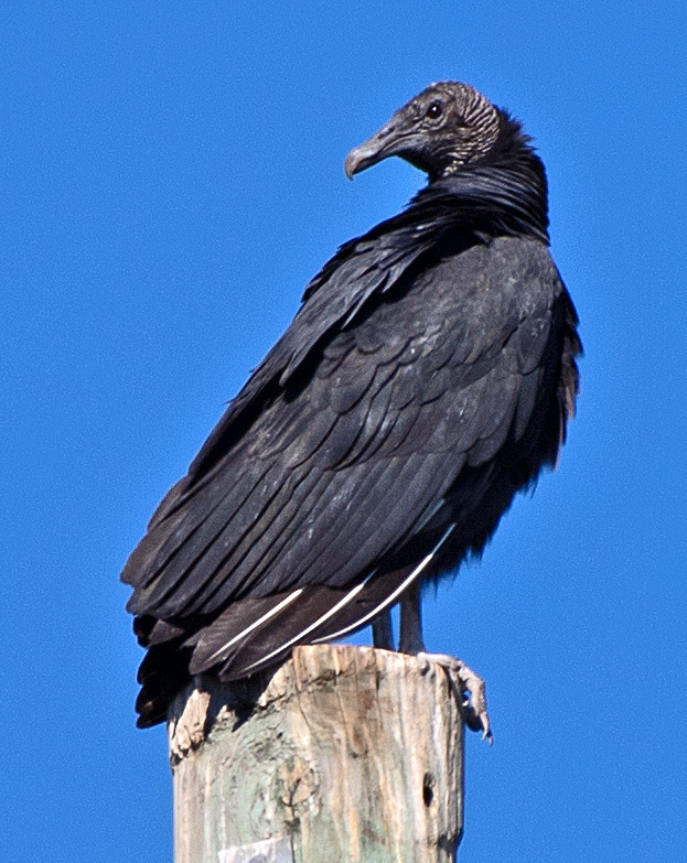 Black Vulture from Kendall County, TX, USA on November 14, 2023 at 11: ...