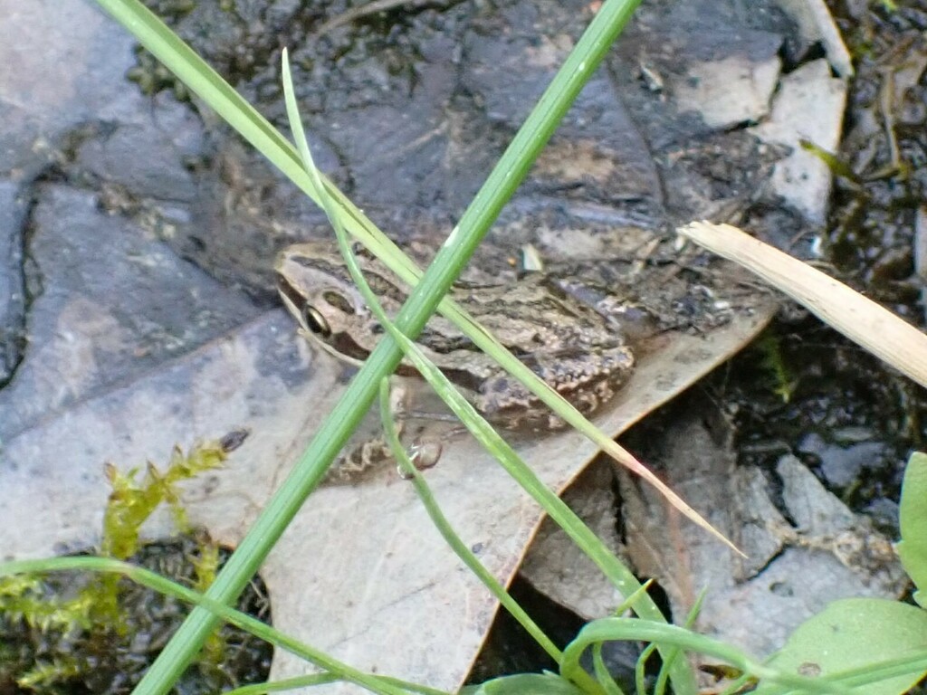 Boreal Chorus Frog in June 2023 by Angus Mossman. in floating bog ...