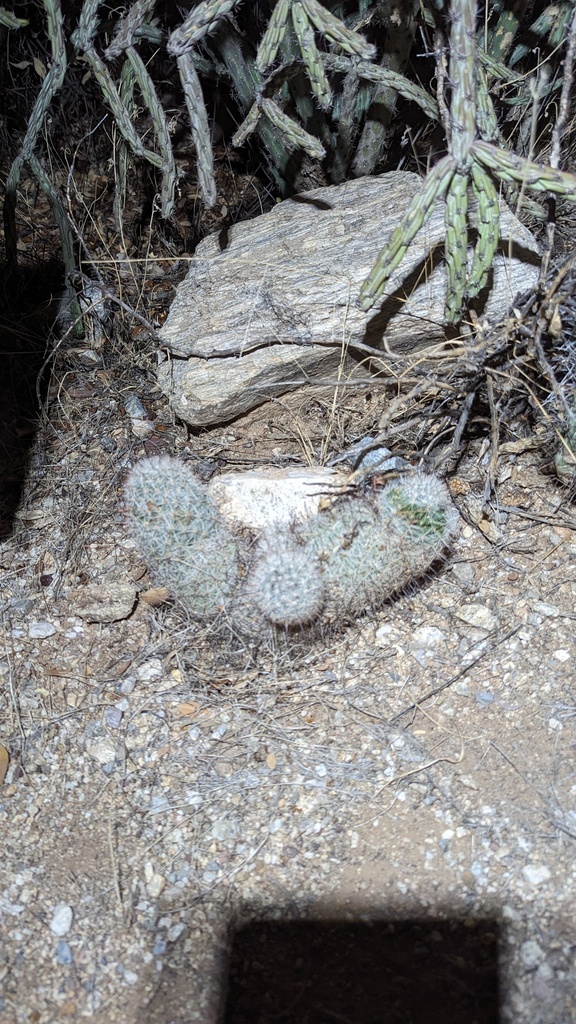 Graham's fishhook cactus from Saguaro National Park, Pima, Arizona ...