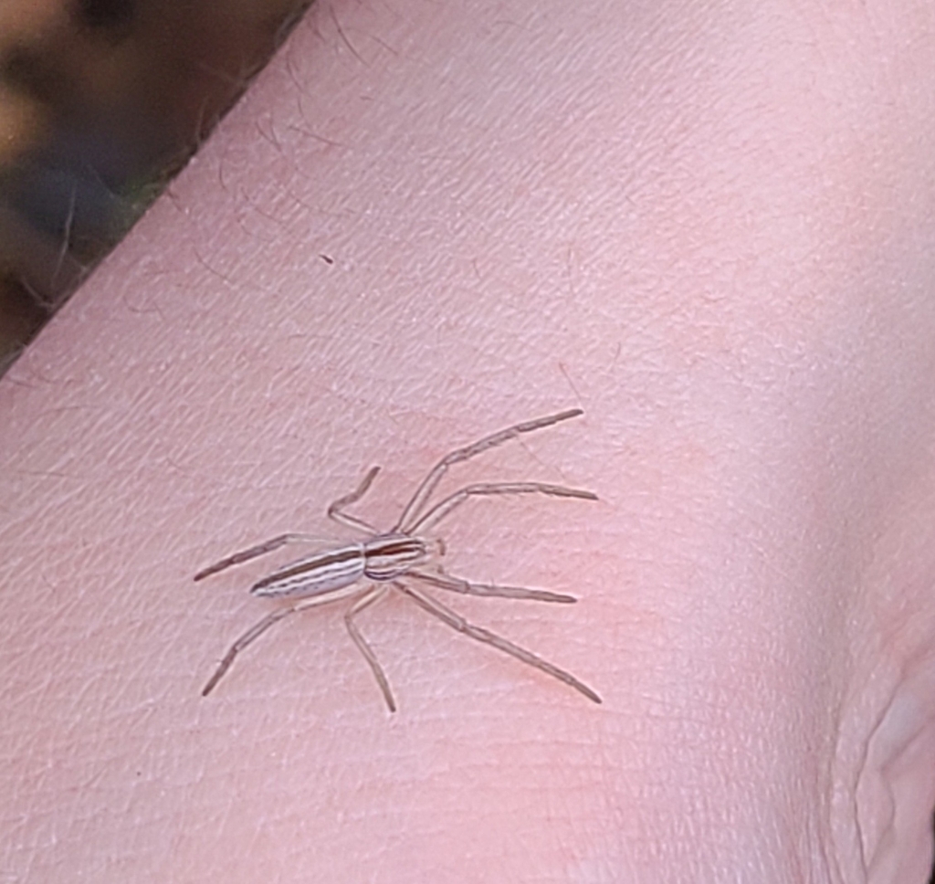 Oblong Running Spider from Guelph, ON, Canada on November 23, 2023 at ...