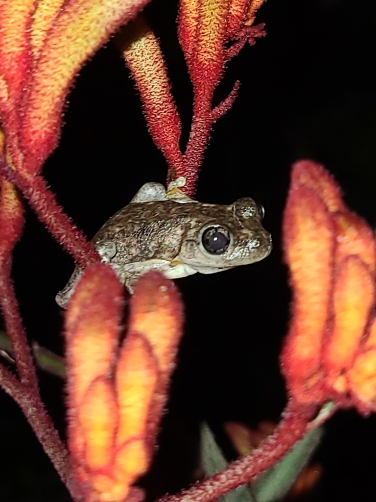 Peron's Tree Frog from Mudgee NSW 2850, Australia on November 23, 2023 ...