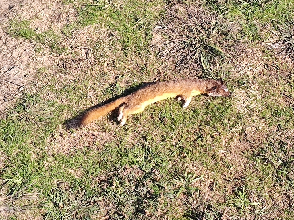 Long-tailed Weasel from Santa Cruz County, CA on November 23, 2023 at ...