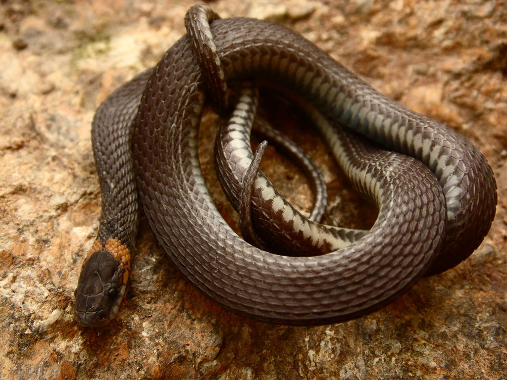 Ringneck Coffee Snake from Nicolás Bravo 18 on 23 November, 2023 at 01: ...