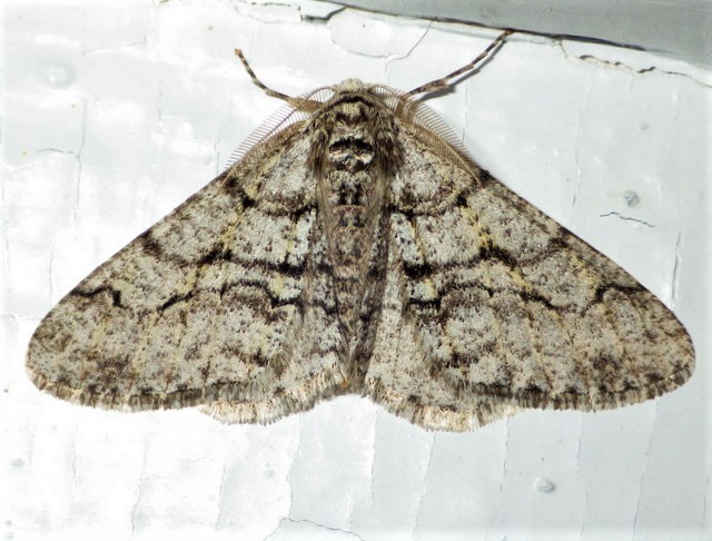 Half-wing Moth from 5373 Fitzgerald Rd, Burdett, NY 14818, USA on March ...