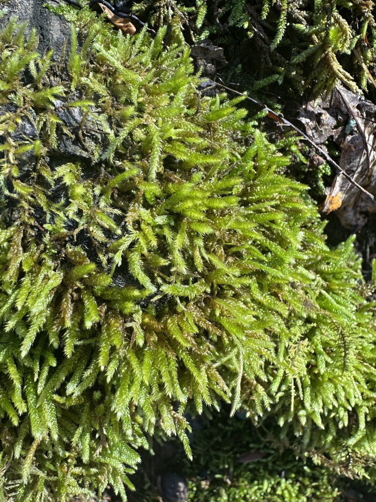 spoon-leaved moss from Lookout Rd, Montreat, NC, US on November 23 ...