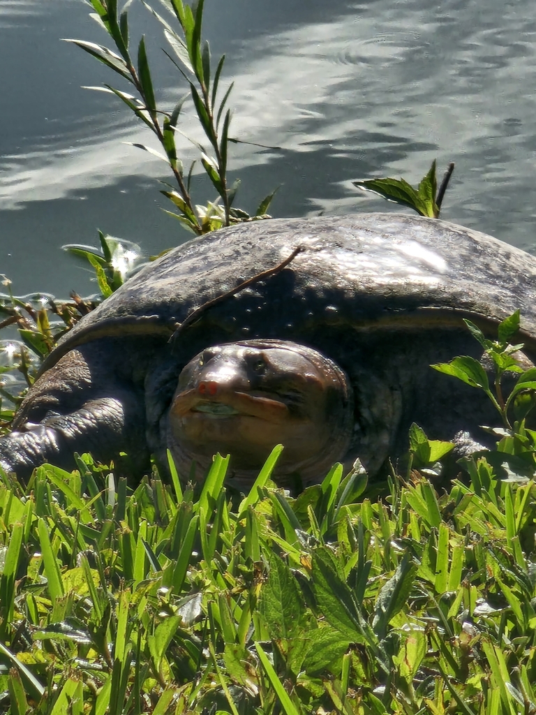 Florida Softshell Turtle from Miami, FL 33174, USA on November 20, 2023 ...