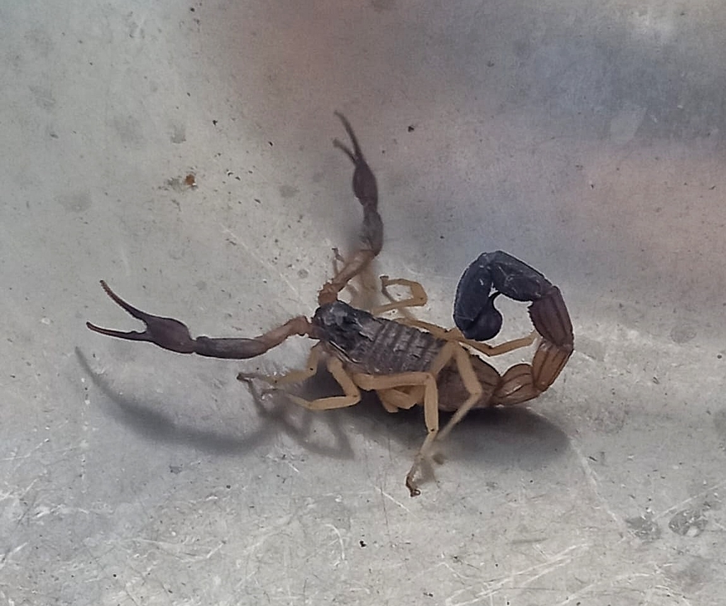 Iranian Black-tailed Alligatorback Scorpion from P75F+7F5, Zaghi, Oman ...