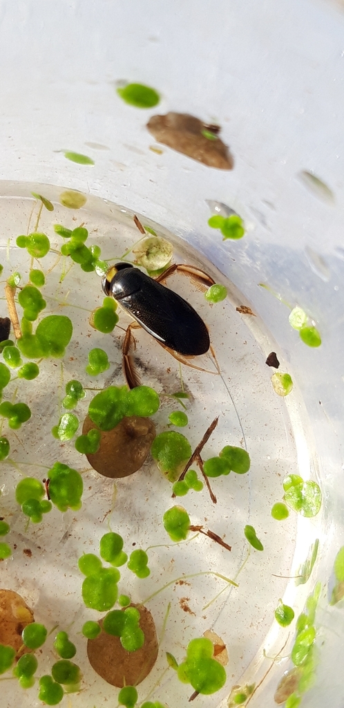 Corixa in November 2023 by Soph · iNaturalist