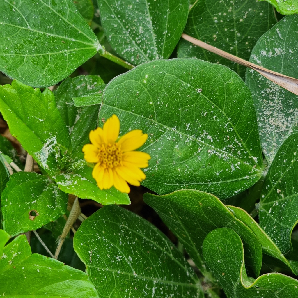 trailing daisy from Cotton Tree, Maroochydore QLD, Australia on ...