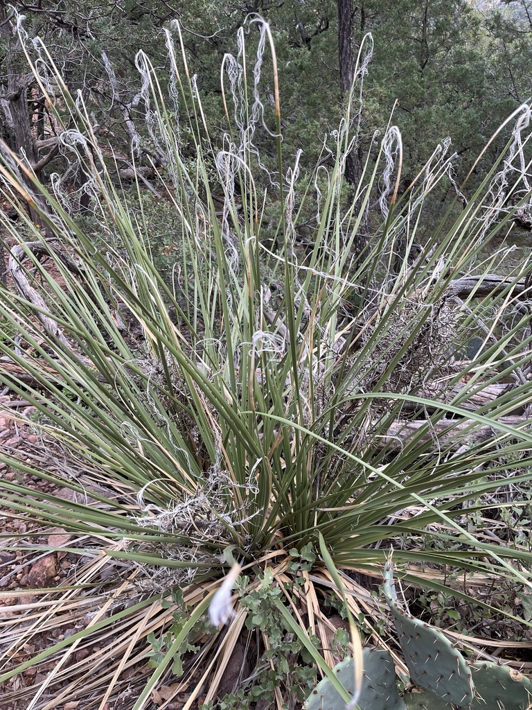 Foothill Beargrass from Big Bend National Park, Alpine, TX, US on ...